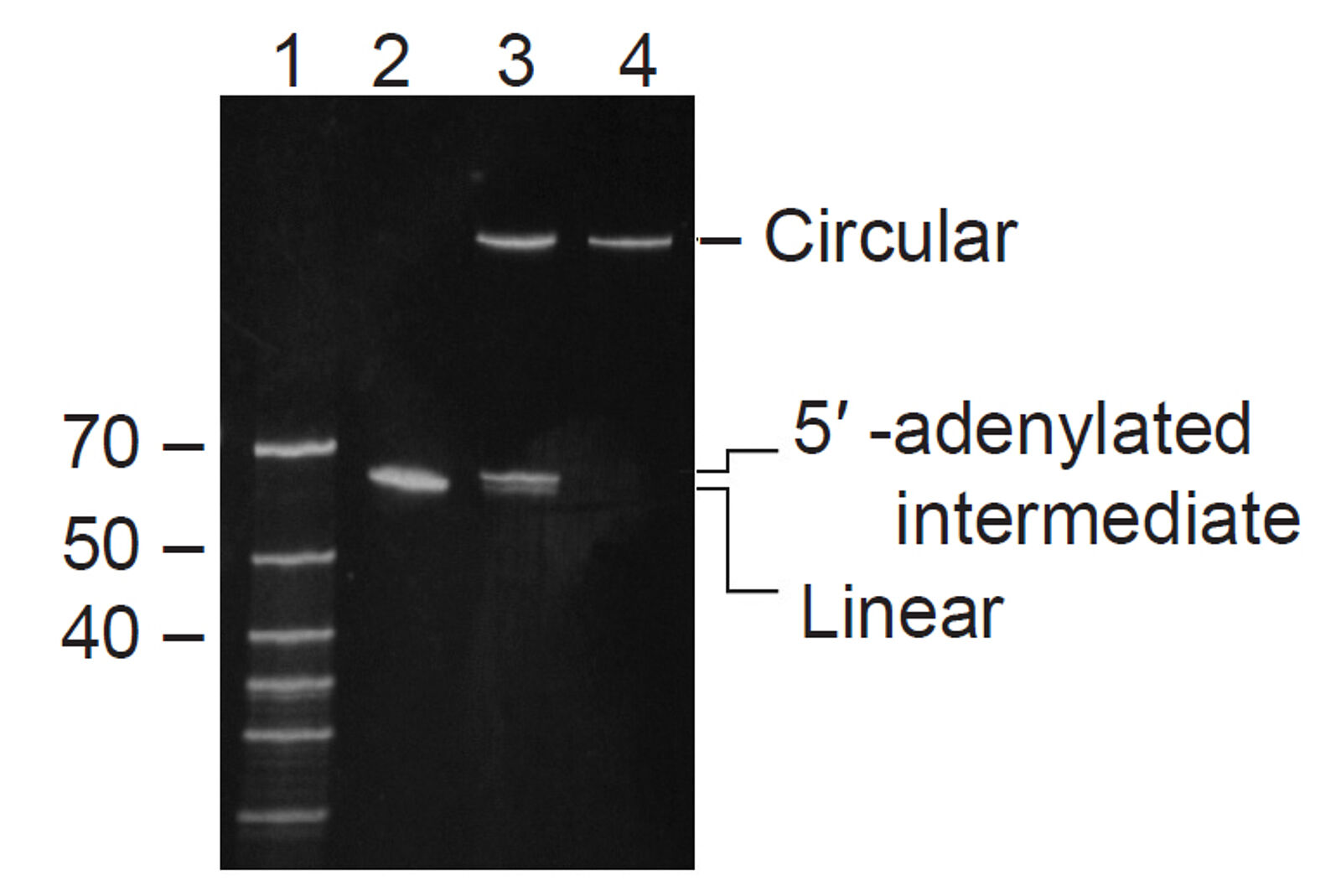Ligases - Enzymes for molecular biology - Top reagents