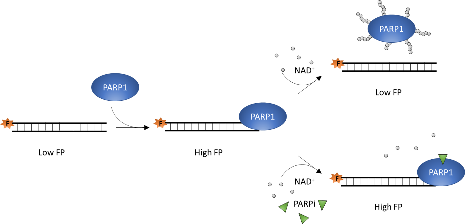 BPS Bioscience - Protein Science & Drug Discovery Targets