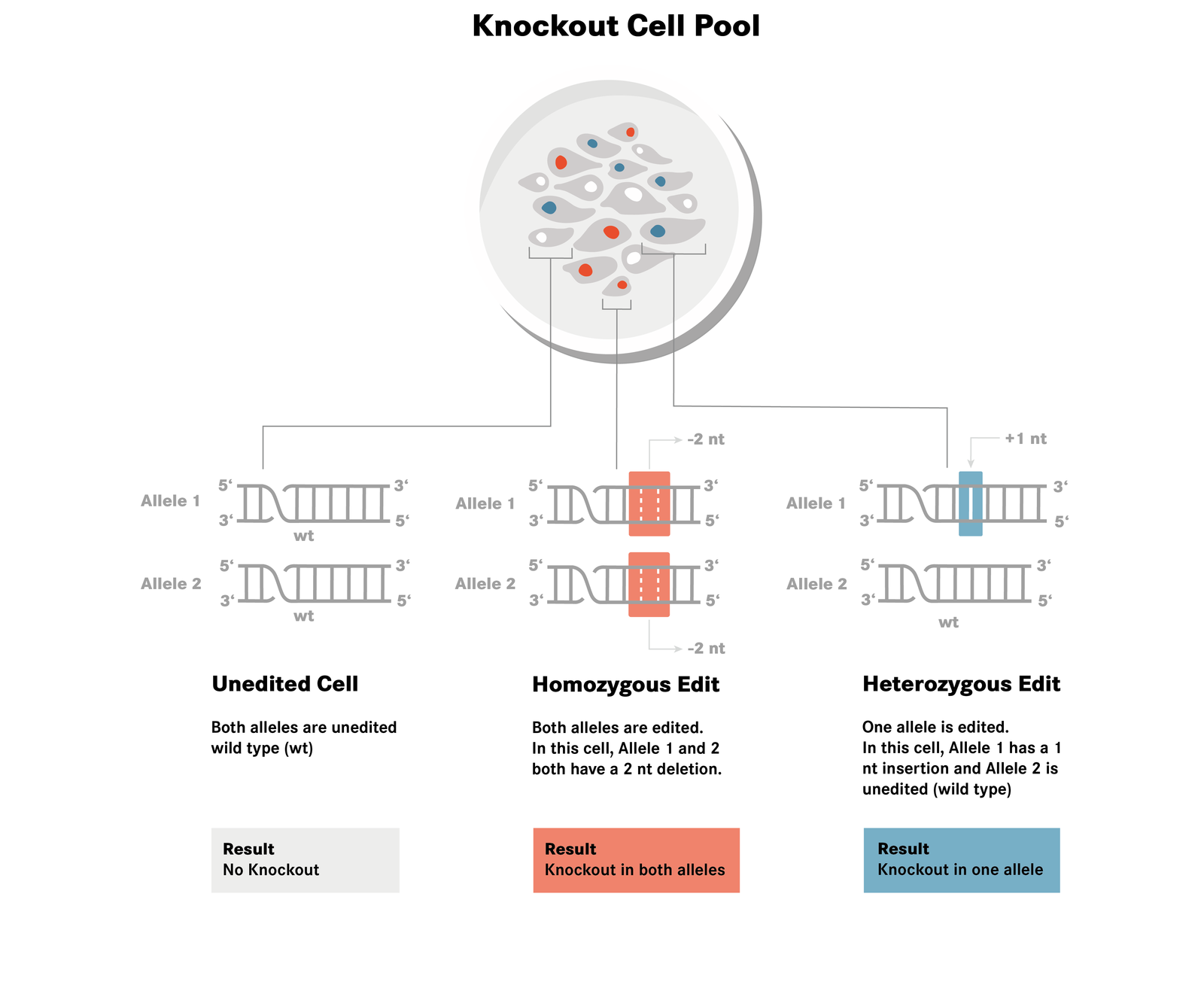 How to analyze CRISPR gene edits with ease