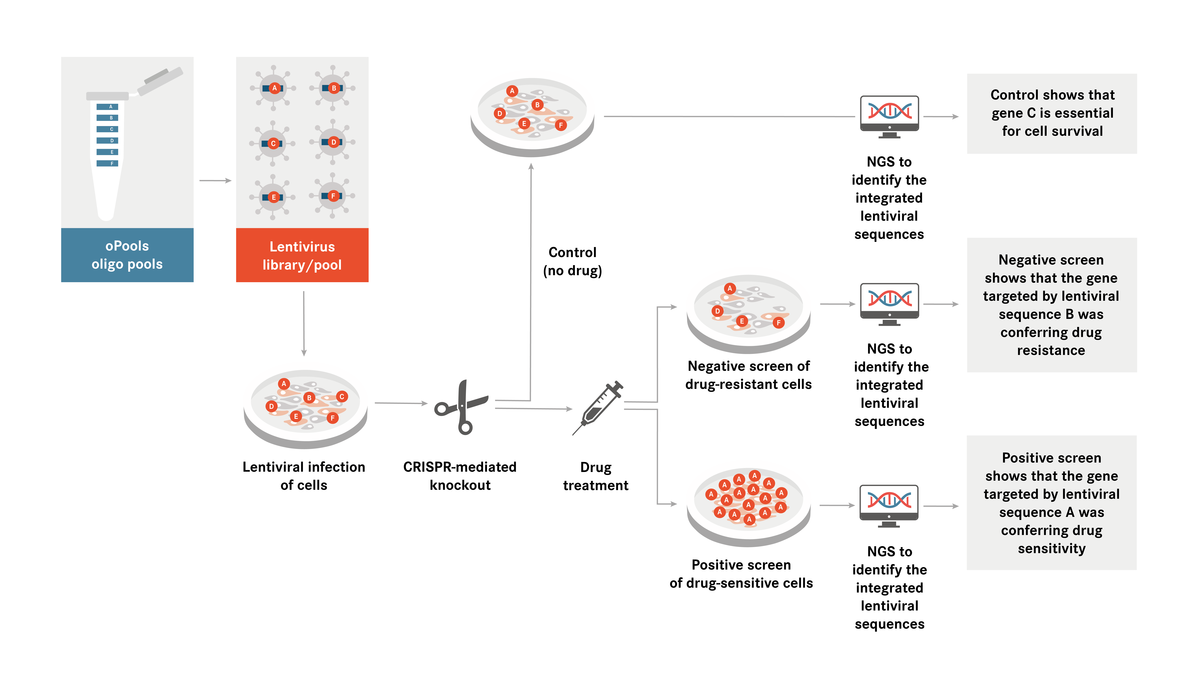 CRISPR-based genome-wide functional screening